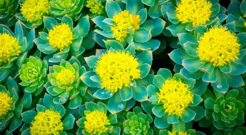 Rhodiola rosea – O que é, quais os benefícios, cuidados e onde comprar